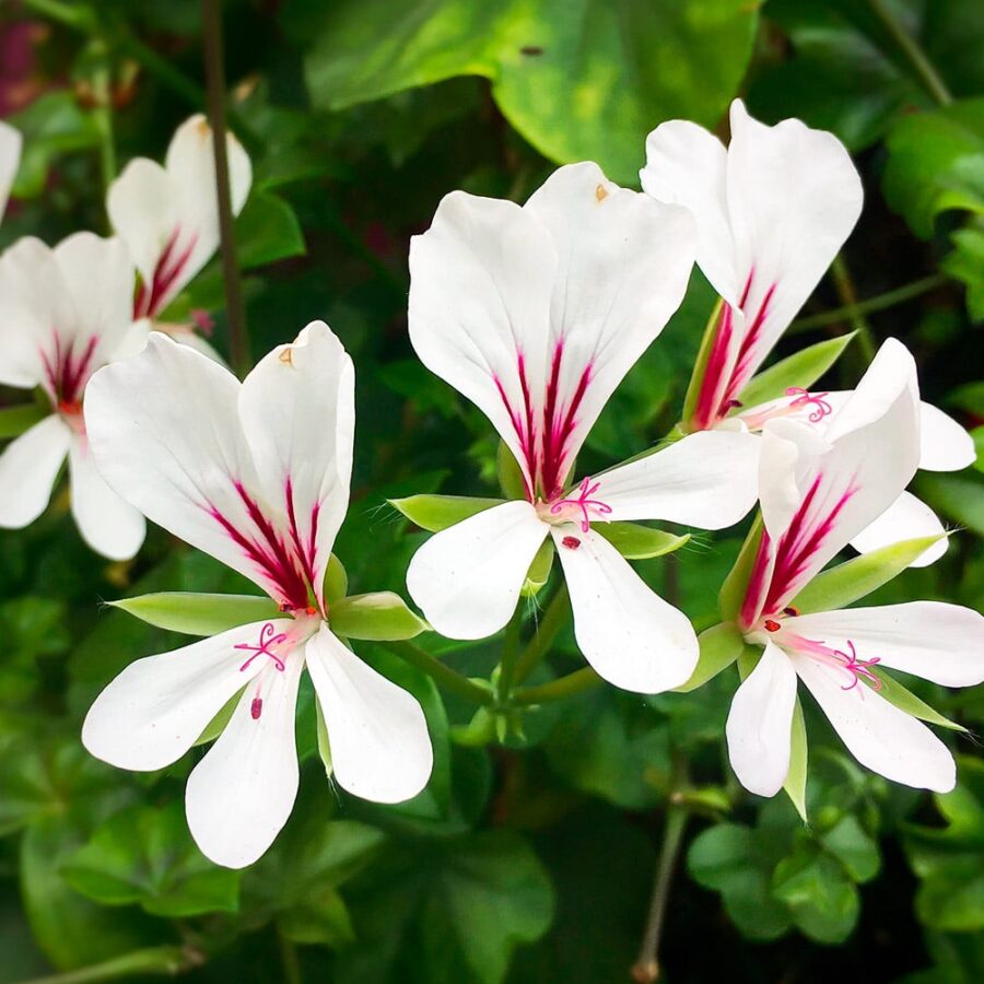 Archives des Géranium Lierre Simple - Barthel Fleurs