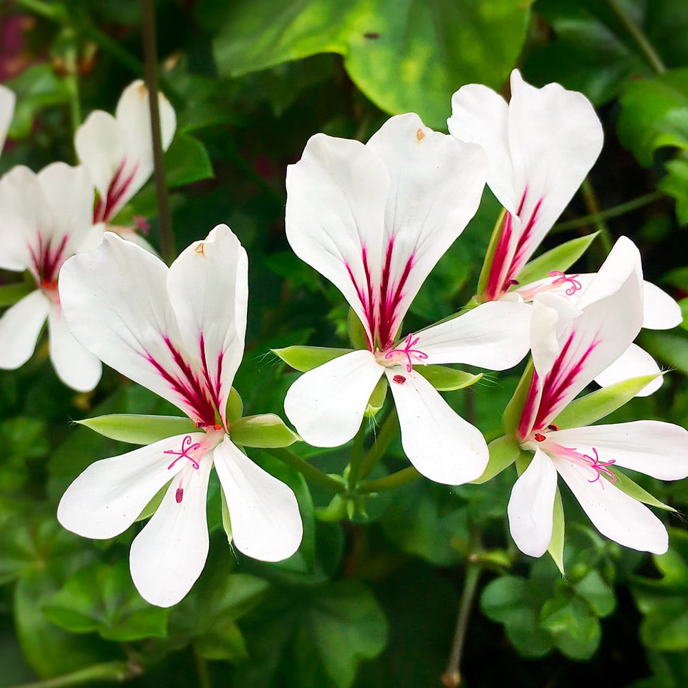 Archives des Géranium Lierre Simple - Barthel Fleurs