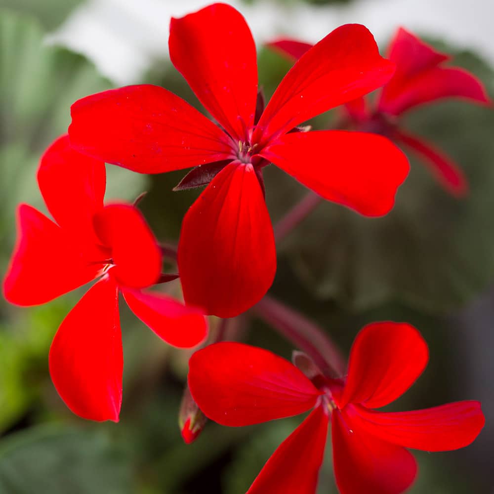 Archives des Géranium Lierre Simple - Barthel Fleurs