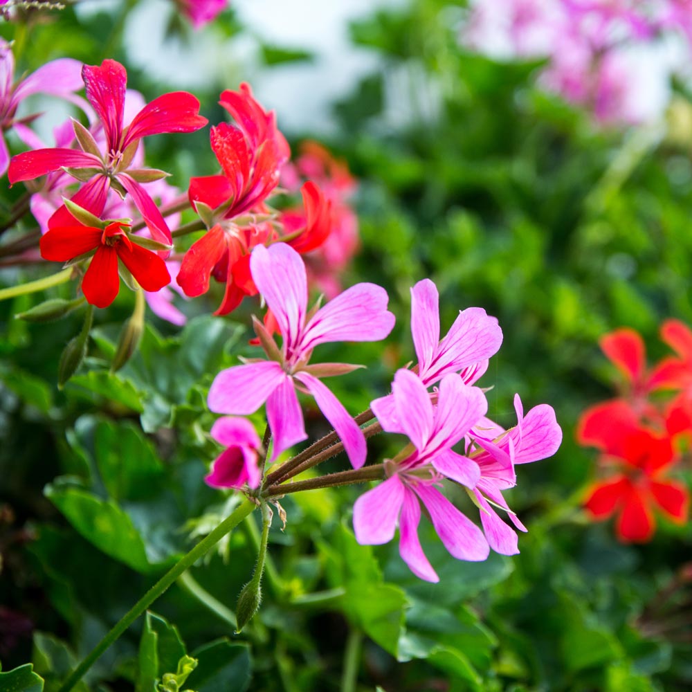 Archives des Géraniums - Barthel Fleurs