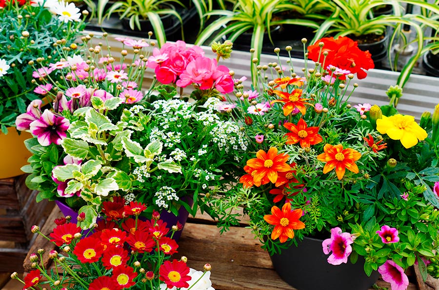 Barthel Fleurs - Producteur de fleurs et plantes de saison à Dorlisheim