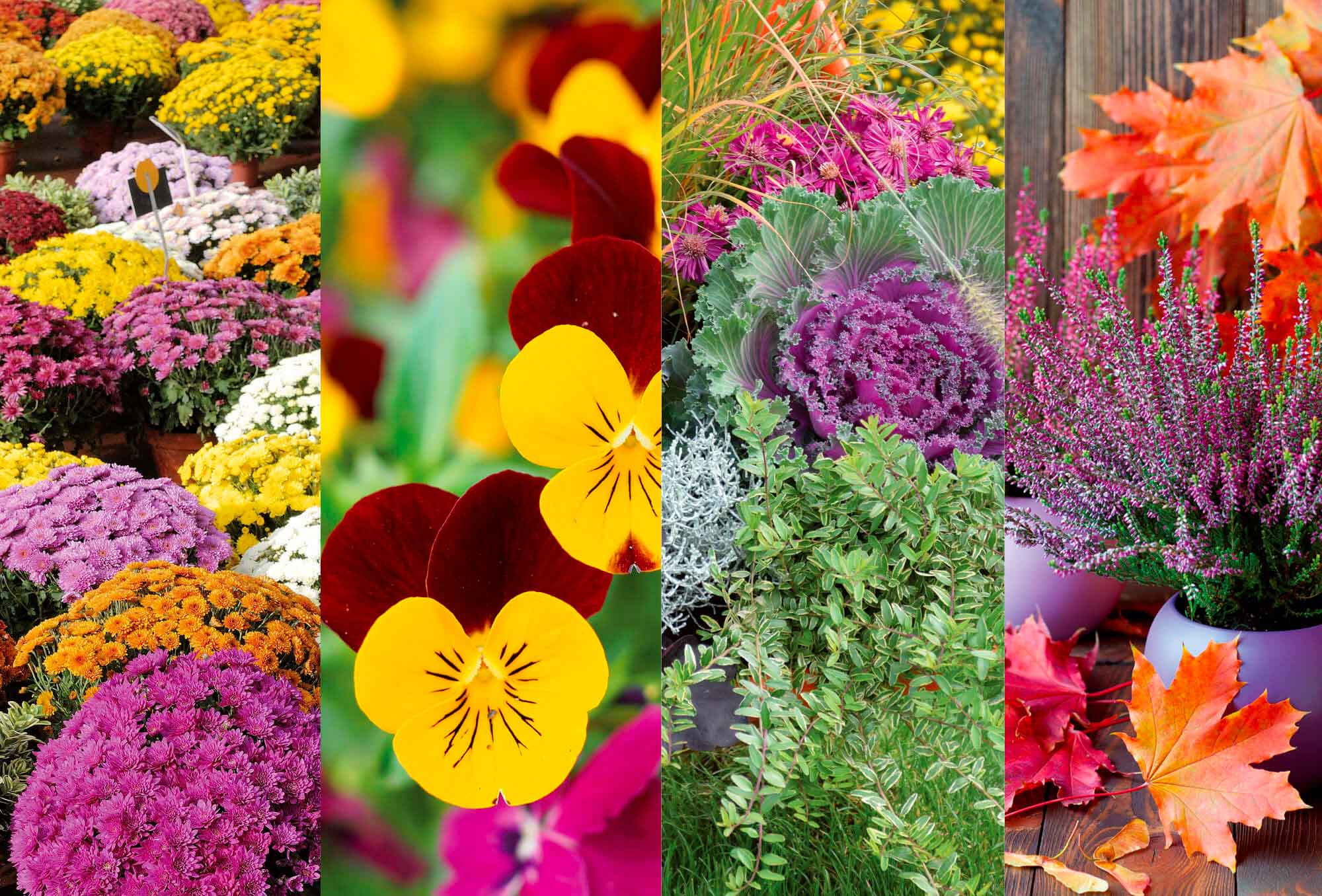 Barthel Fleurs - Producteur de fleurs et plantes de saison à Dorlisheim